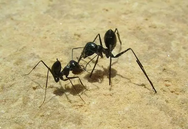 "Pedómetro Ant": como os traballadores desertos atopan o camiño a casa