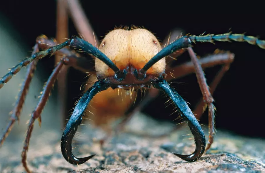 "Planas dėl skruzdžių": kaip paukščiai naudojasi nomadais