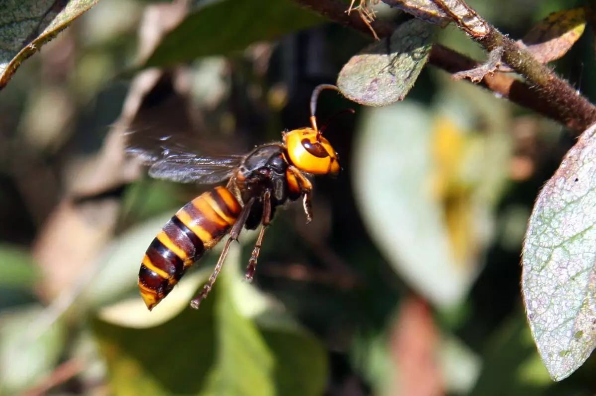 Vespa mandarinie.