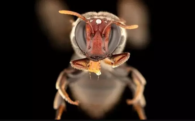 En Australie, on remarque d'abord des "abeilles de nuit" dans le cas: ils collectent Nectar dans le noir