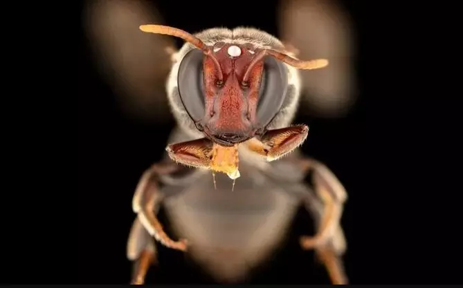 Ni Ilu Ọstrelia, ṣe akiyesi "Awọn oyin alẹ" ninu ọran: wọn gba nectar ninu okunkun