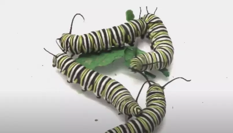 Svangur og vondur caterpillars berjast fyrir mat: vídeó
