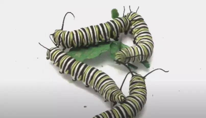 Hungry and Evil Caterpilars Fight For Food: Video