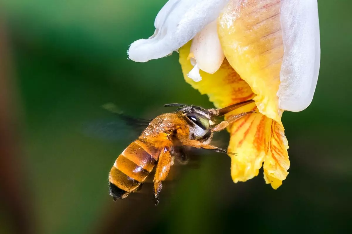 Bee Amegorla Insularis.