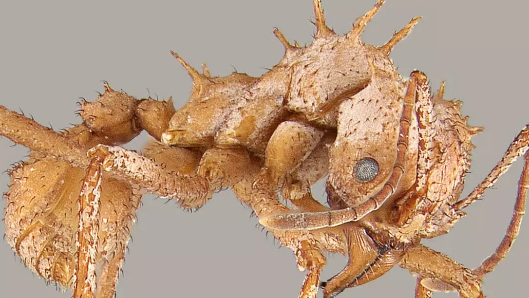 Acromyrmex echinator.