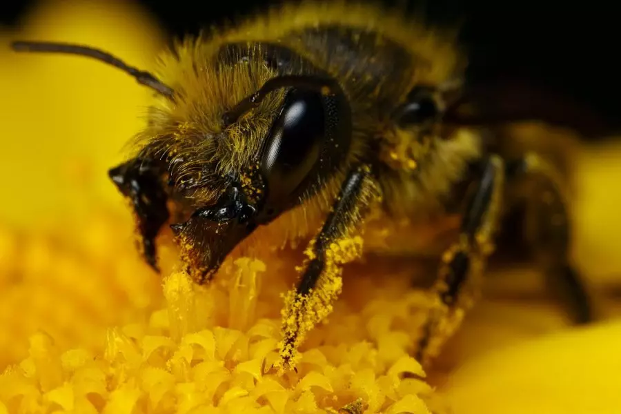 Hommel hommel vroeër sterf as hulle lui familie