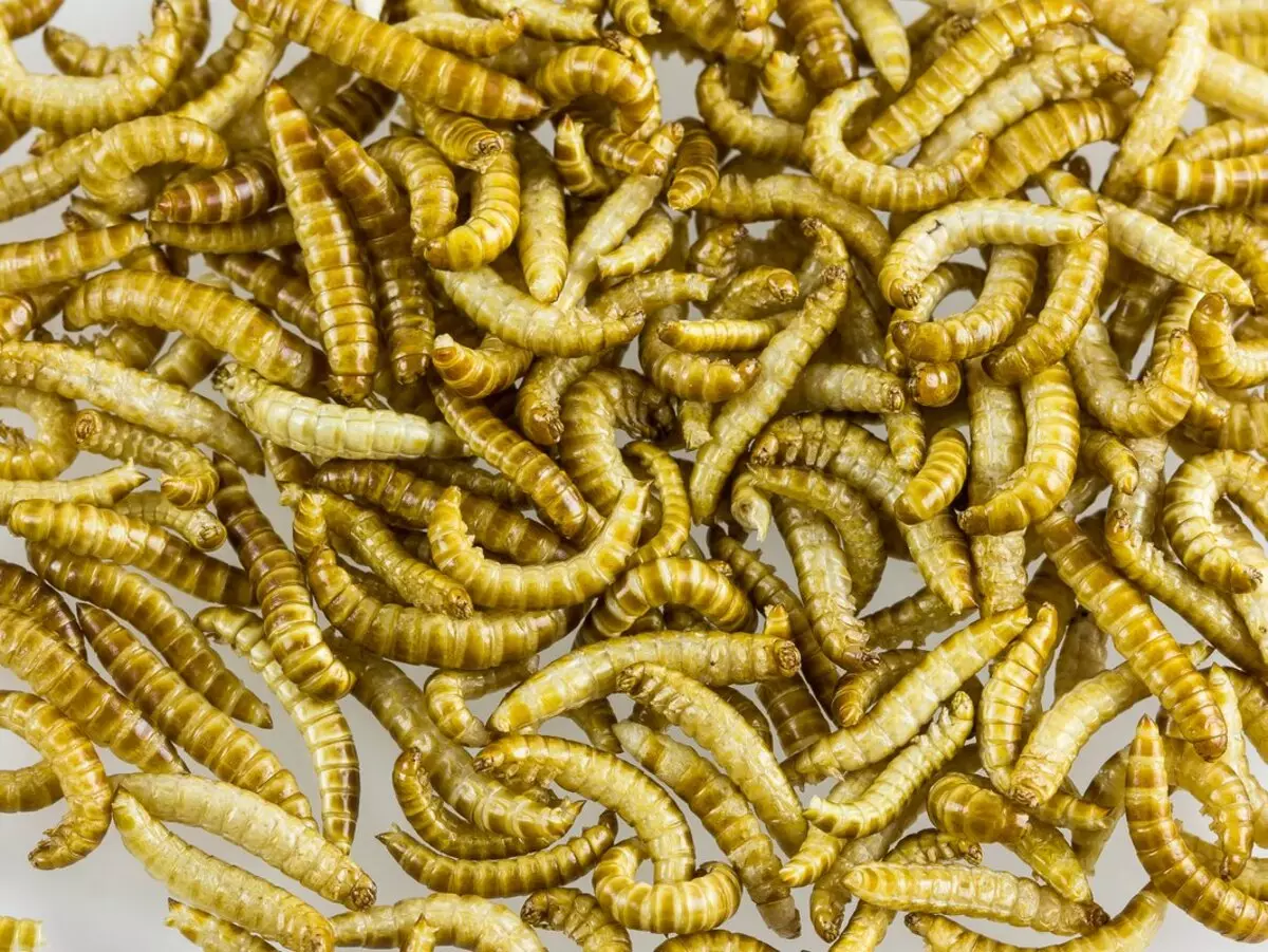 歐盟認可的適合食用的麵粉蟲