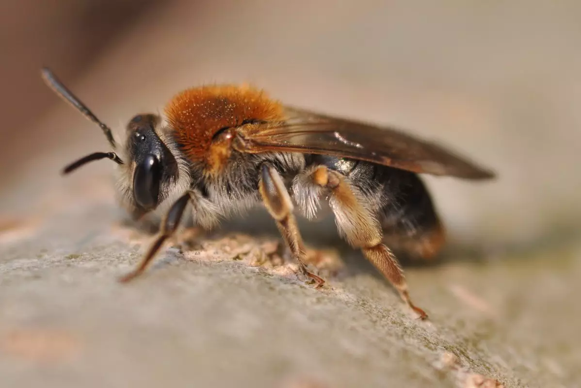 Štvrtina všetkých známych typov včiel nevidela od 80. rokov