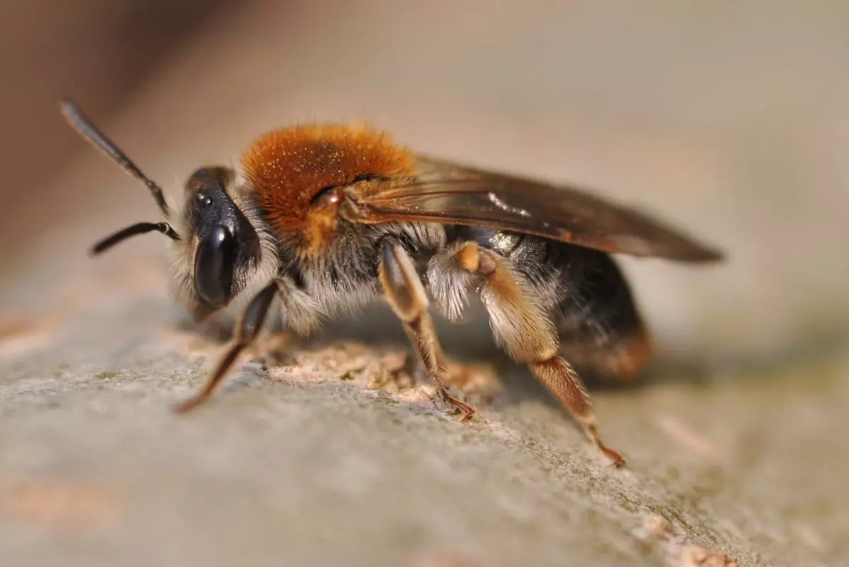 A quarter of all known types of bees has not seen since the 1980s