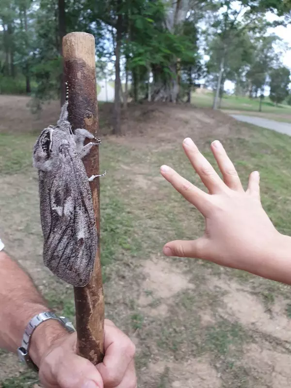在澳大利亞，發現了一個巨大的飛蛾：照片