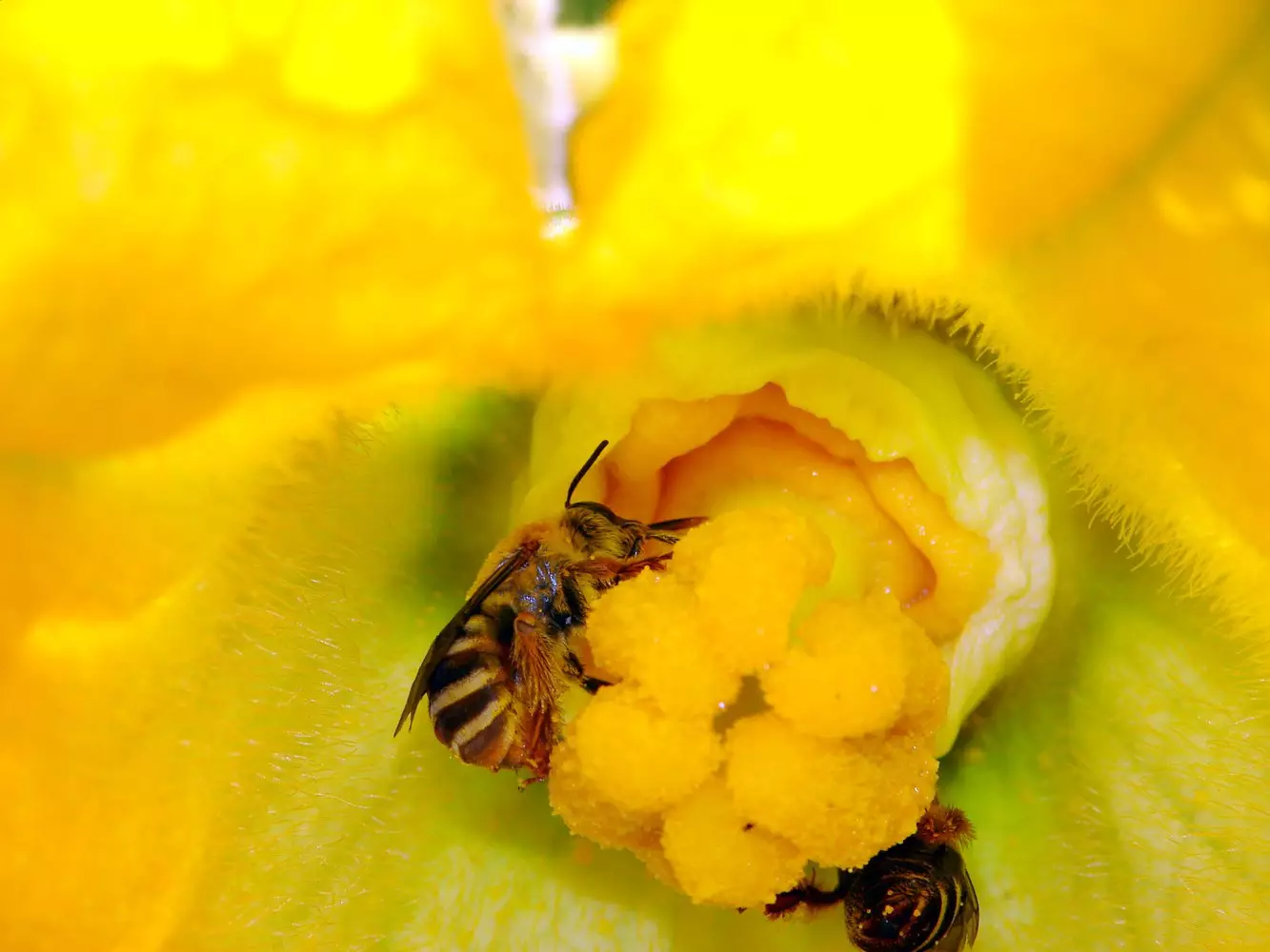 普通的土壤農藥減少了89％的蜜蜂的繁殖