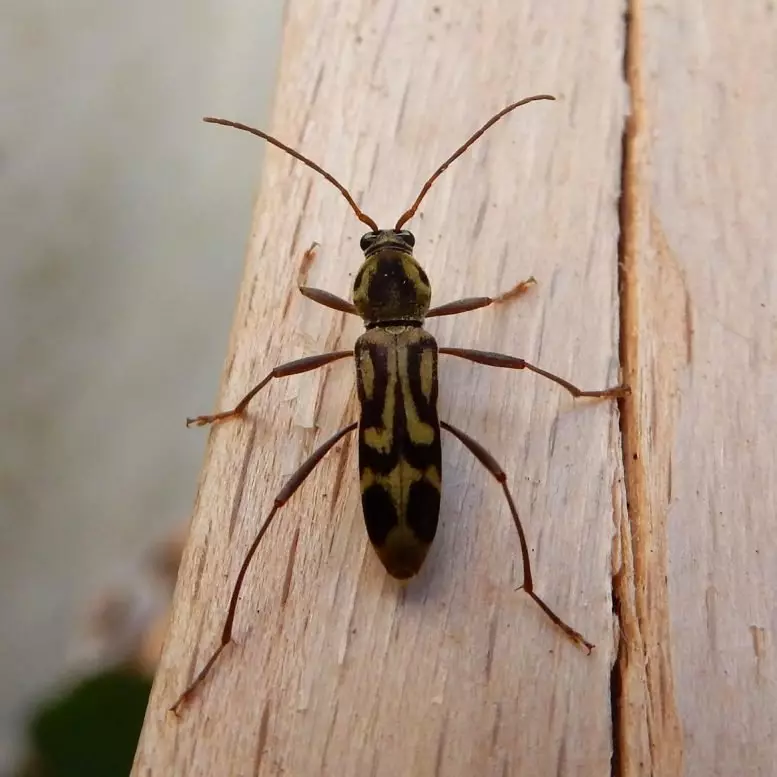Beetle invazive aziatike bambu përhapur në të gjithë Evropën