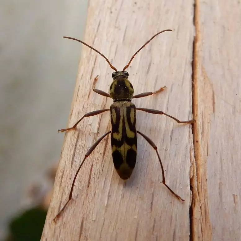 Invasive Asian bamboo beetle has spread across Europe