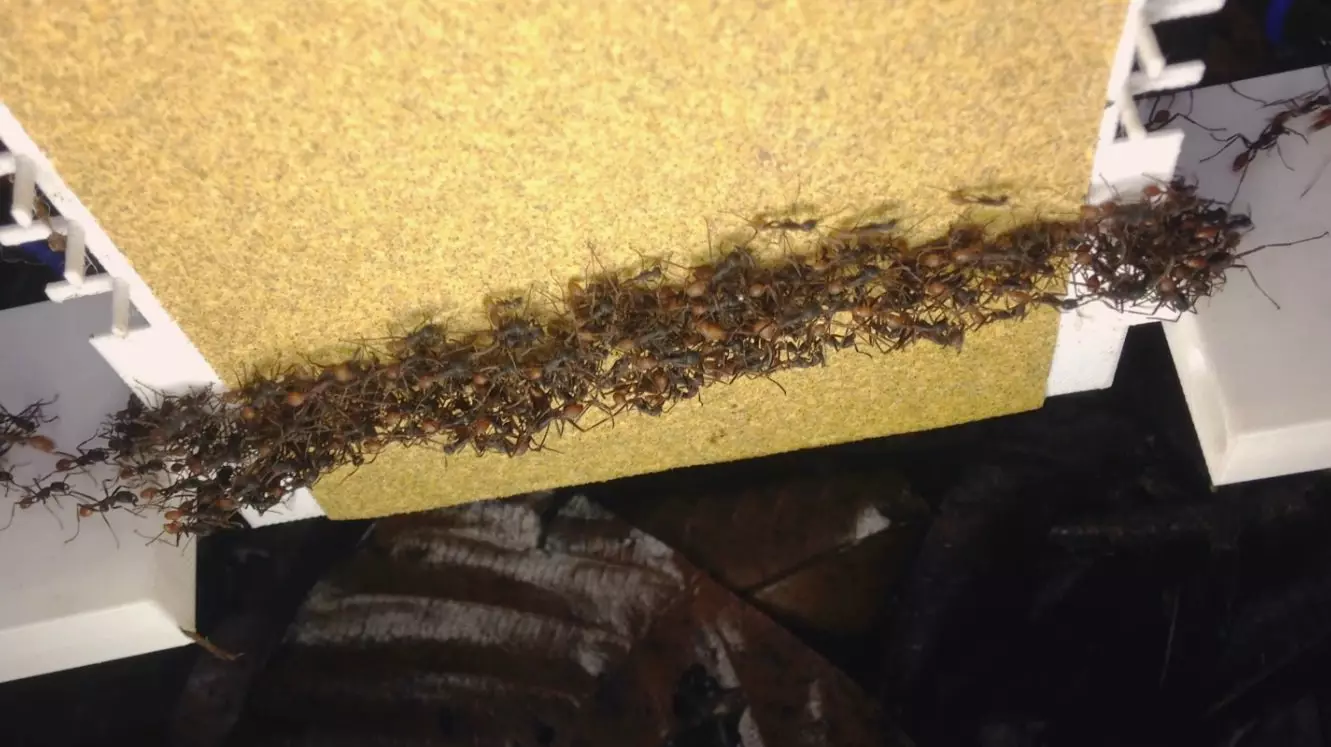 Alive мостове от мравките: как ги строят