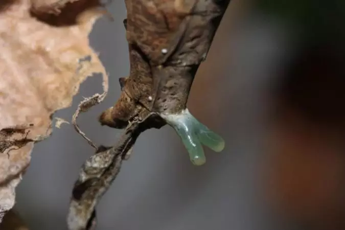 Amazon Mantis Macherat Males Podivné žlázy s feromony