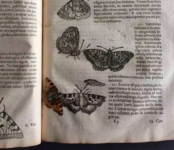 Il libro del 17 ° secolo sugli insetti ha conservato una farfalla. Si sdraia accanto alla sua immagine
