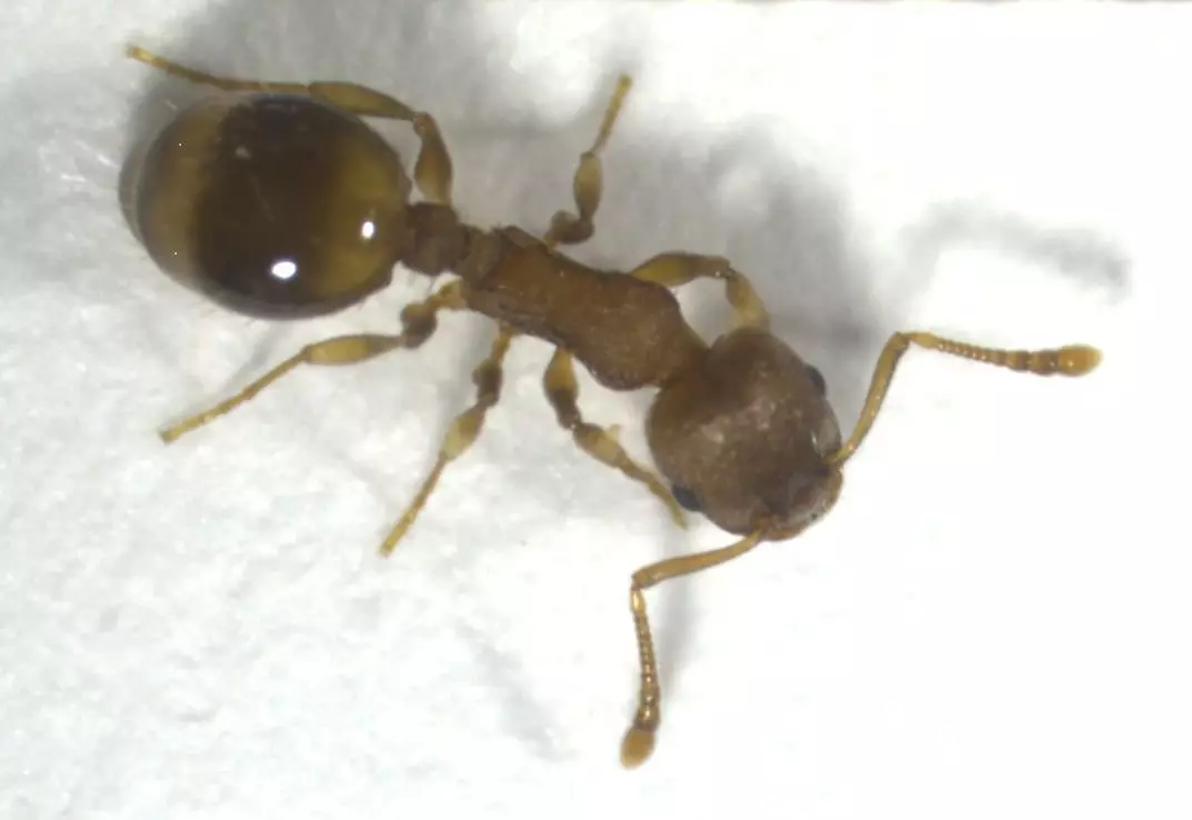 Parasit Endow semut kanggo umur dawa, nanging ora ana sing apik