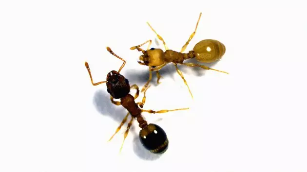 ants.jpg।