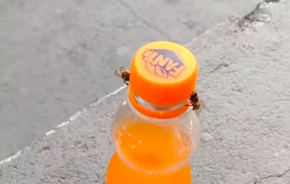 Dos abejas juntas desenroscar la tapa de la cubierta de la botella de gas: de vídeo