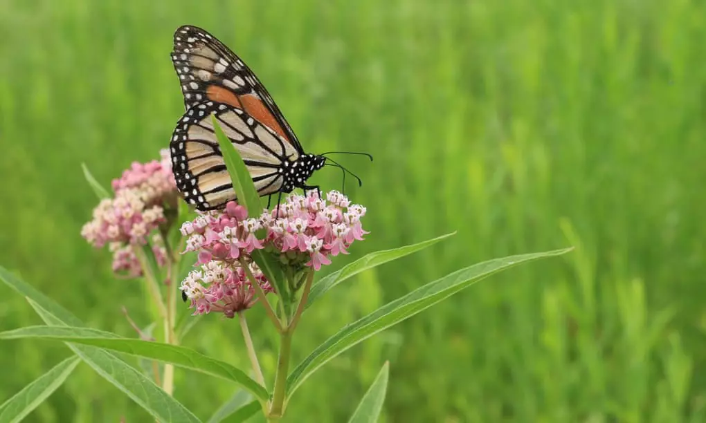 Kalifornijoje pristatė pasaulinį planą išgelbėti drugelių monarchus iš funkcijos