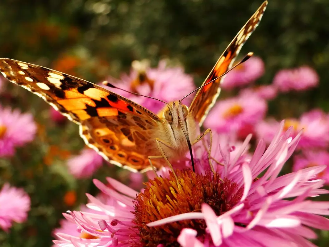 Pronađeno Butterfly - migracije Recordsman