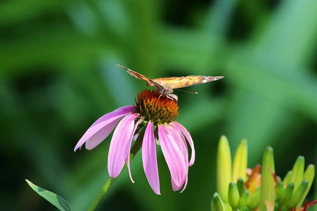 Butterfly-and-volomparasy-coneflower-3588296_1280.jpg