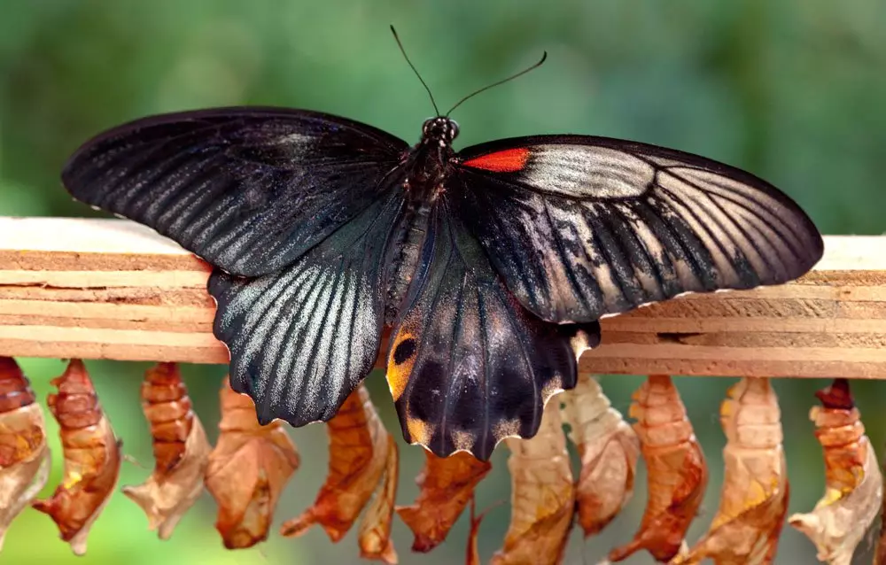 Rado šalį, kurioje gyvena dauguma drugelių tipų