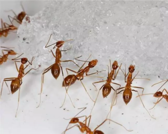 Zoals in het eiland Pacific, wonnen gele gekke mieren