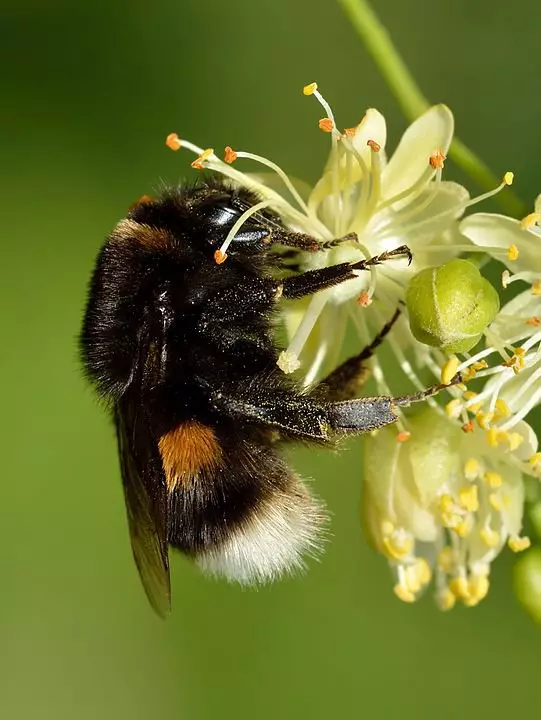 541PX-BOMBUS_TERRESTRIS _-_ TILIA_CORDATA _-_ KEILA-CROP.JPG