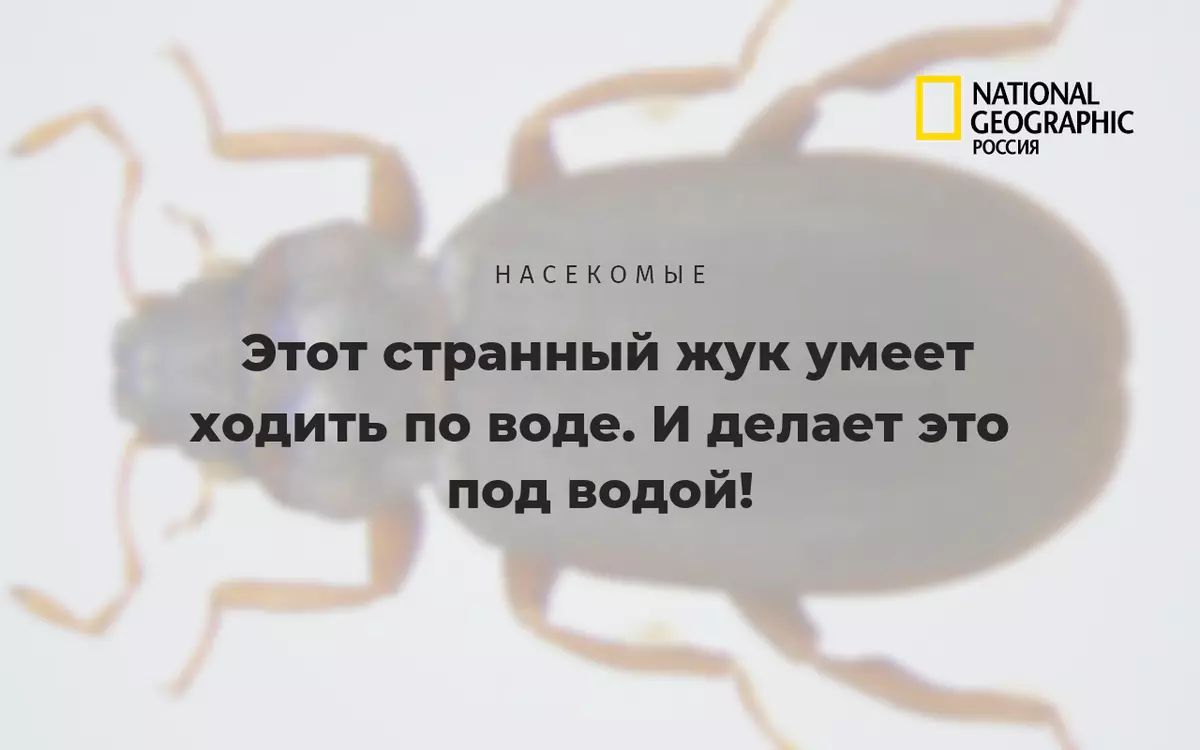 Энэ хачин цох нь усан дээр алхаж чадна. Усаар нь хийдэг!