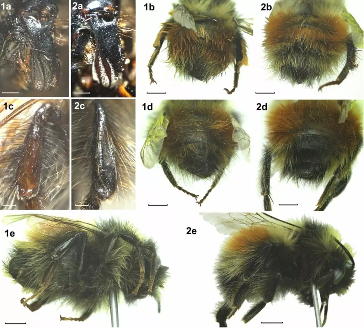 Wrangel کے جزیرے پر glacial bumblebee کی آبادی پایا