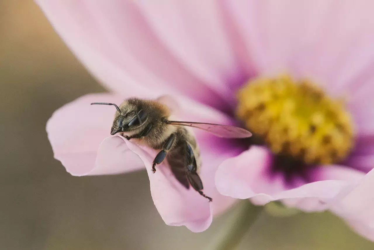 Les abeilles près de Moscou ont commencé à être saoul