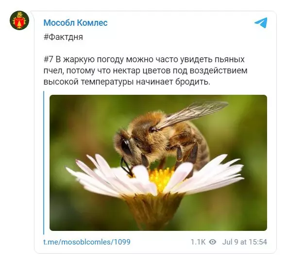 bee.jpg ။