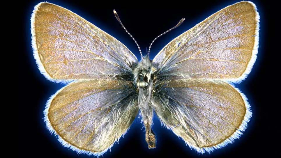 Butterfly, dy't in symboal wurden is fan útstjerren fan ynsekten, bliek in aparte werjefte te wêzen.