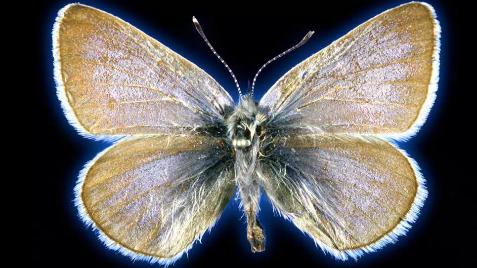 Papillon, qui est devenu un symbole d'extinction d'insectes, s'est avéré être une vue séparée.