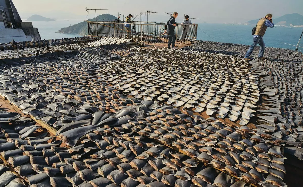 Campagne pour l'interdiction des requins accrocheurs pour les ailerons