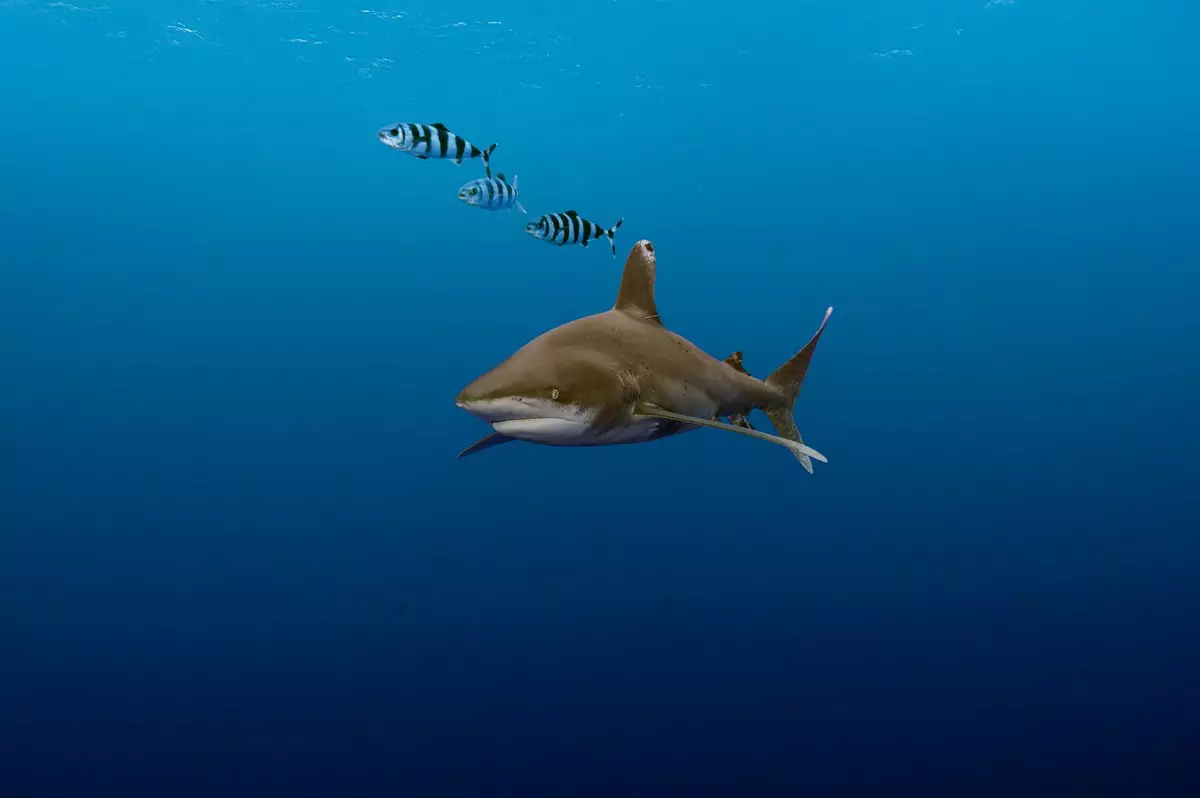 Shark gigun: ẹlẹgbẹ ọkọ oju-omi kekere