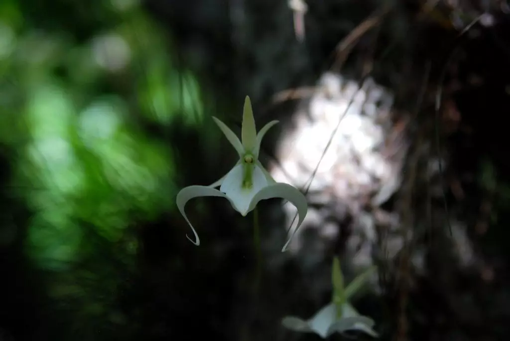 Der Orchideengeist erhielt ein neues Leben