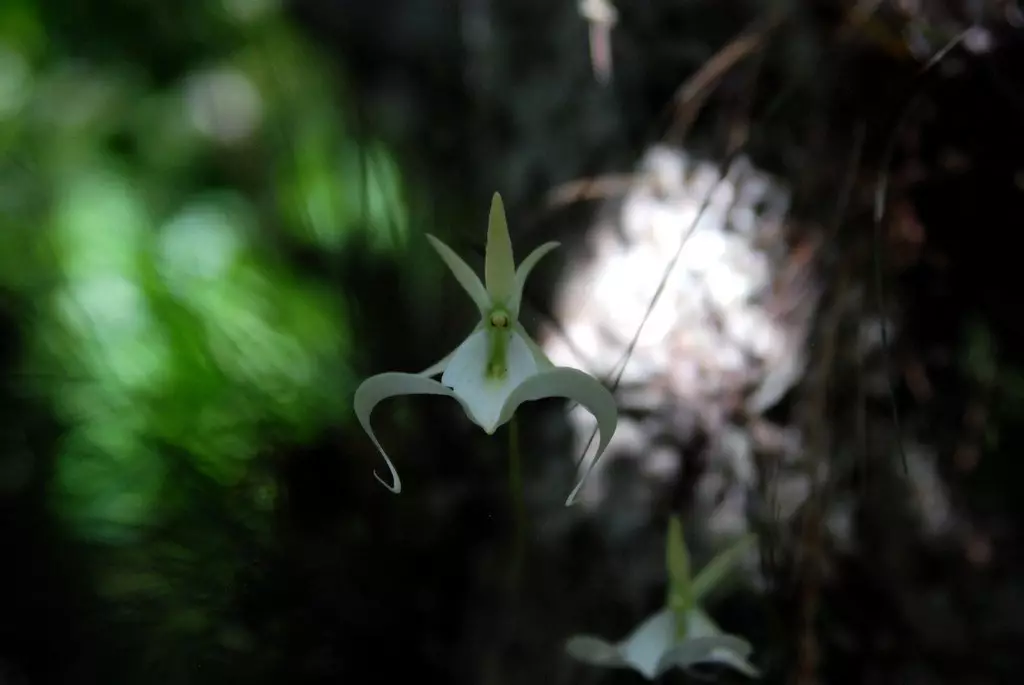 L'orchidea Ghost ha ricevuto una nuova vita