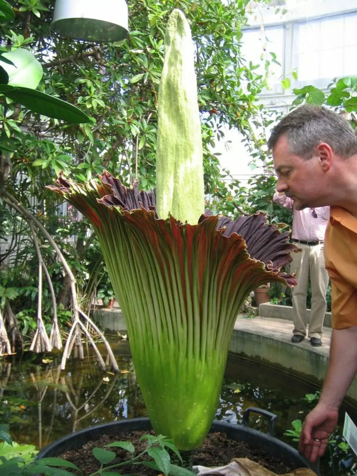 V botanických zahradách kvetla obrovský