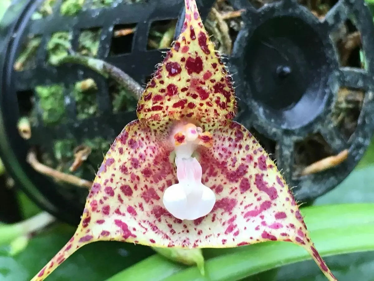 Orchid Dracula Bat Bloomed v "farmaceutickej záhrade"