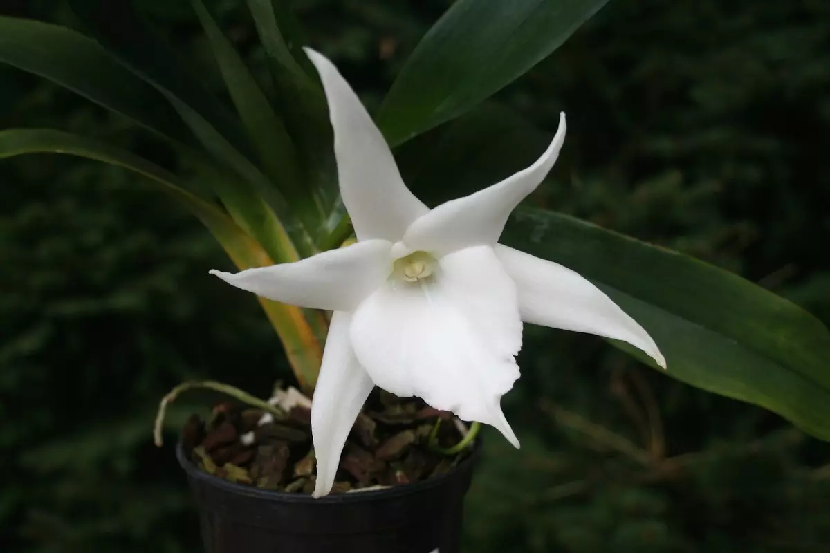 Due orchidee rare appariranno nel "Giardino farmaceutico" 1 novembre