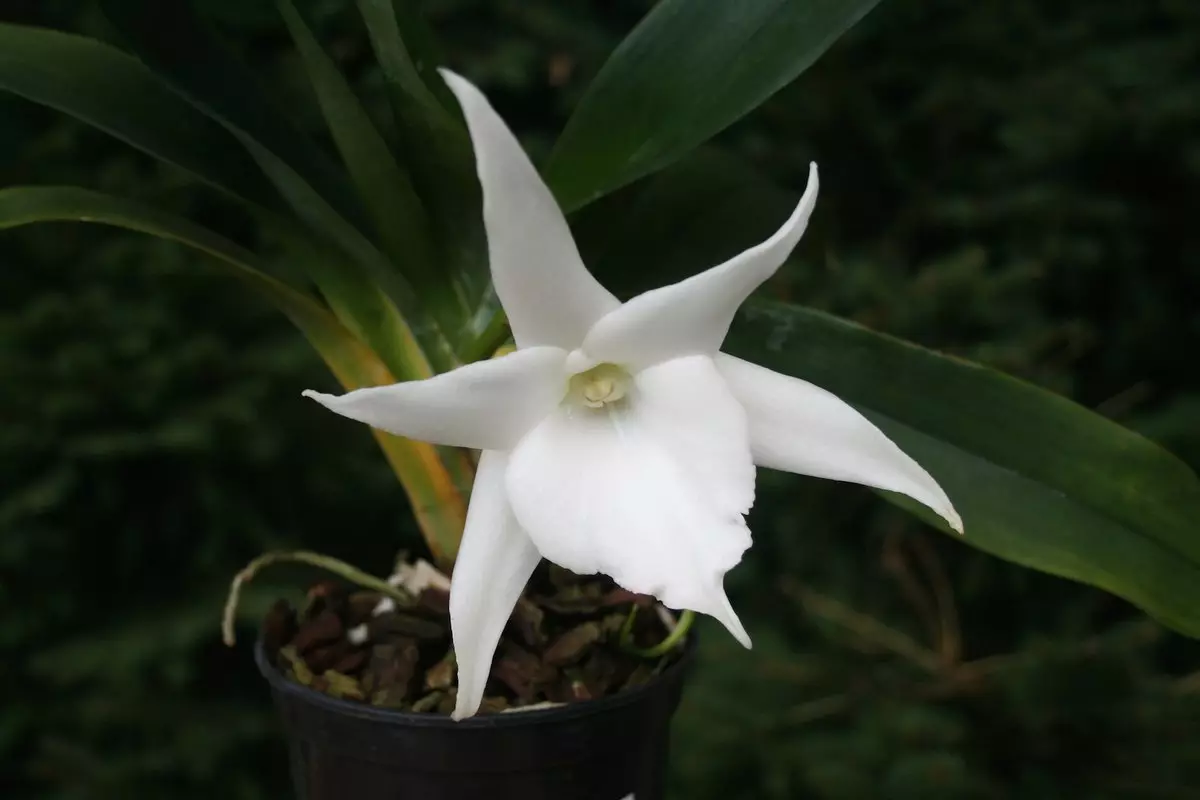 Dos orquídeas raras aparecerán en el "Jardín farmacéutico" 1 de noviembre.