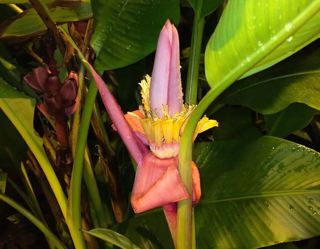 Banana de terciopelo floreció en