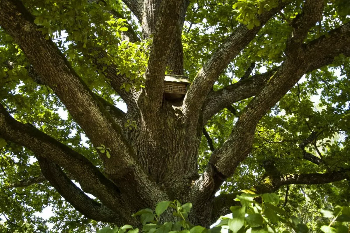 Mikhailovsky in Puşkiniň Oak ähli-rus manysynda bir ýadygärlik boldy