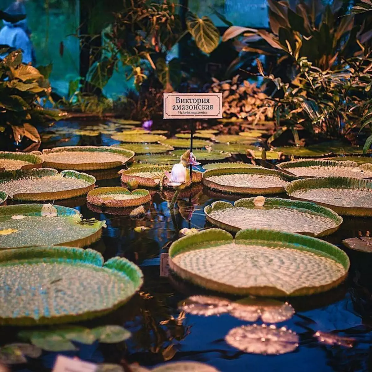 Maailman suurin vesiväylä kukoistaa "Farmaseuttinen puutarha" 20. lokakuuta
