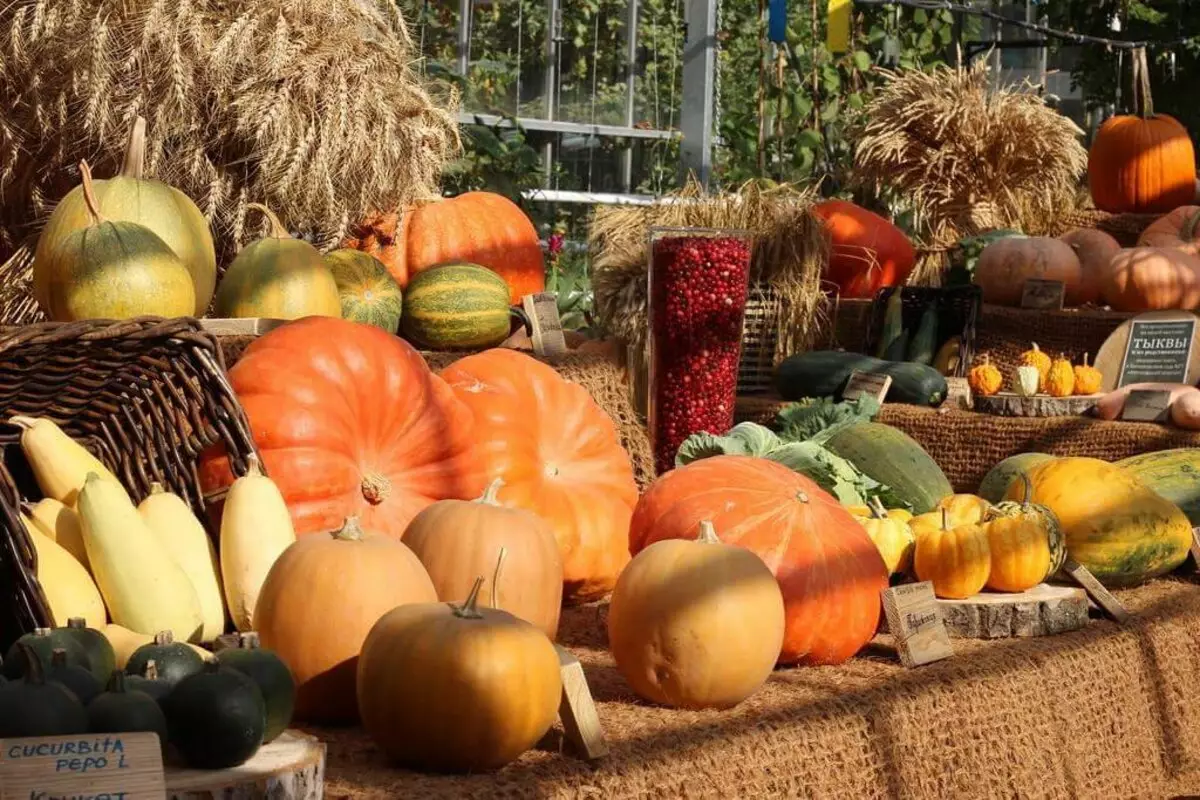 Za a nuna mafi girman kabewa na Rasha a cikin "Garden Magunguna"