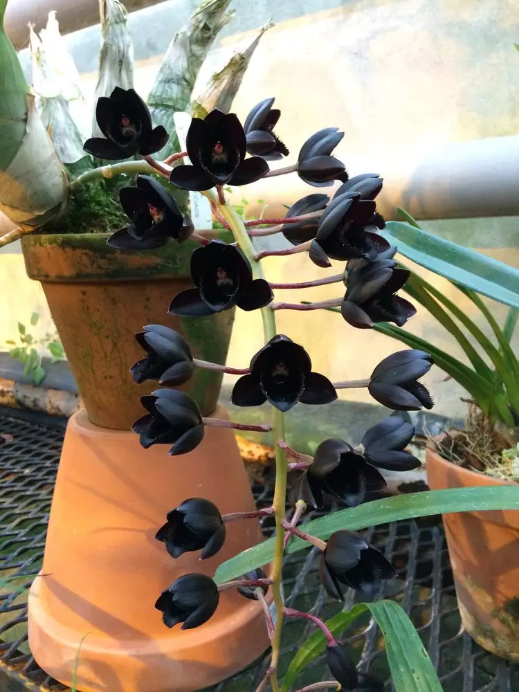 Verdens meget sorte orkidé vil blive vist i den botaniske have i Moskva State University
