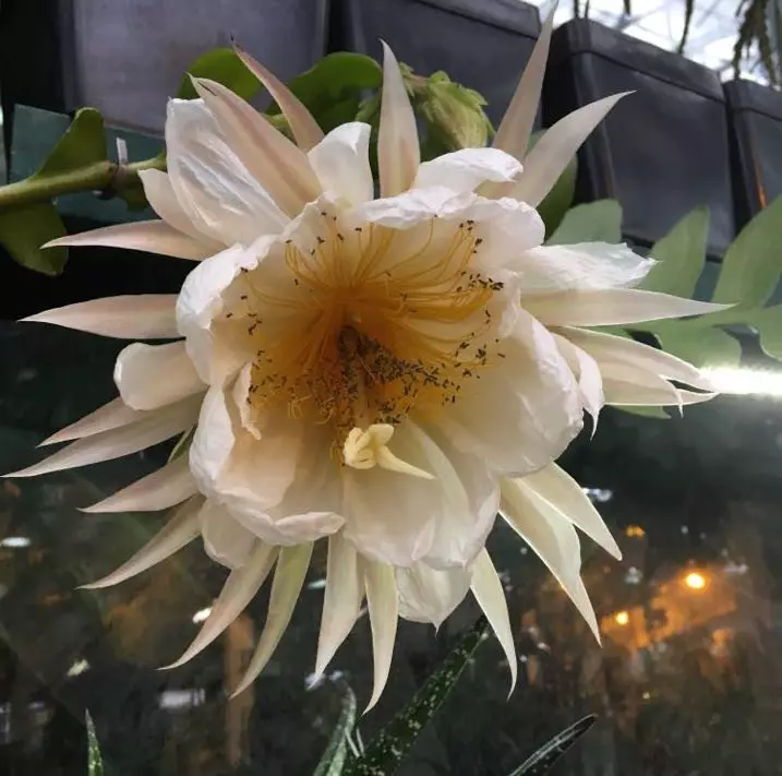 La reina de la noche "Golden Heart" primero floreció en el Jardín Botánico de la Universidad Estatal de Moscú