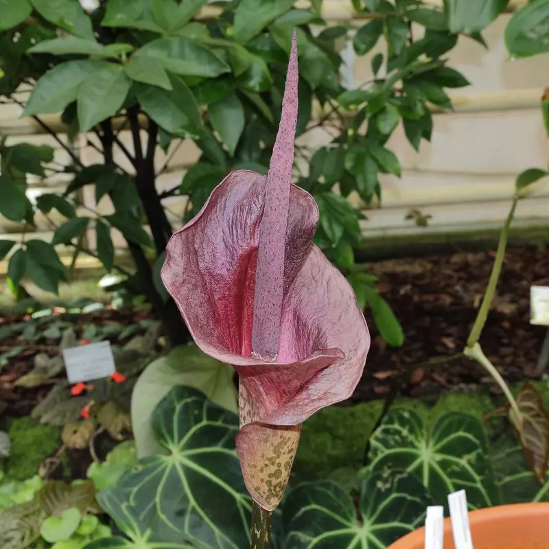 Dans le jardin botanique de l'université d'État de Moscou, fleuri "Devil's Language"